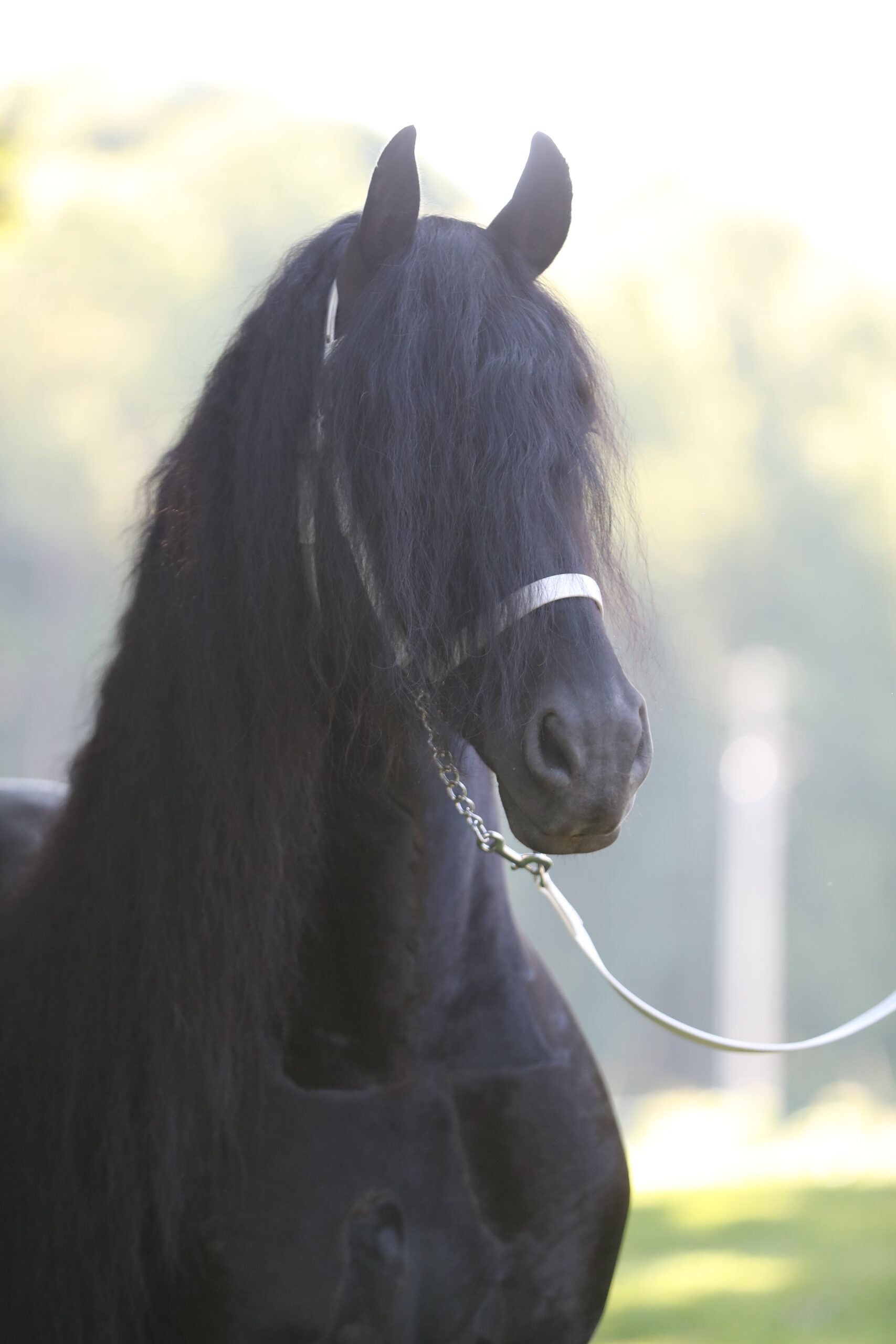 Black Star Friesian Stallion - Horse And Hound Supply