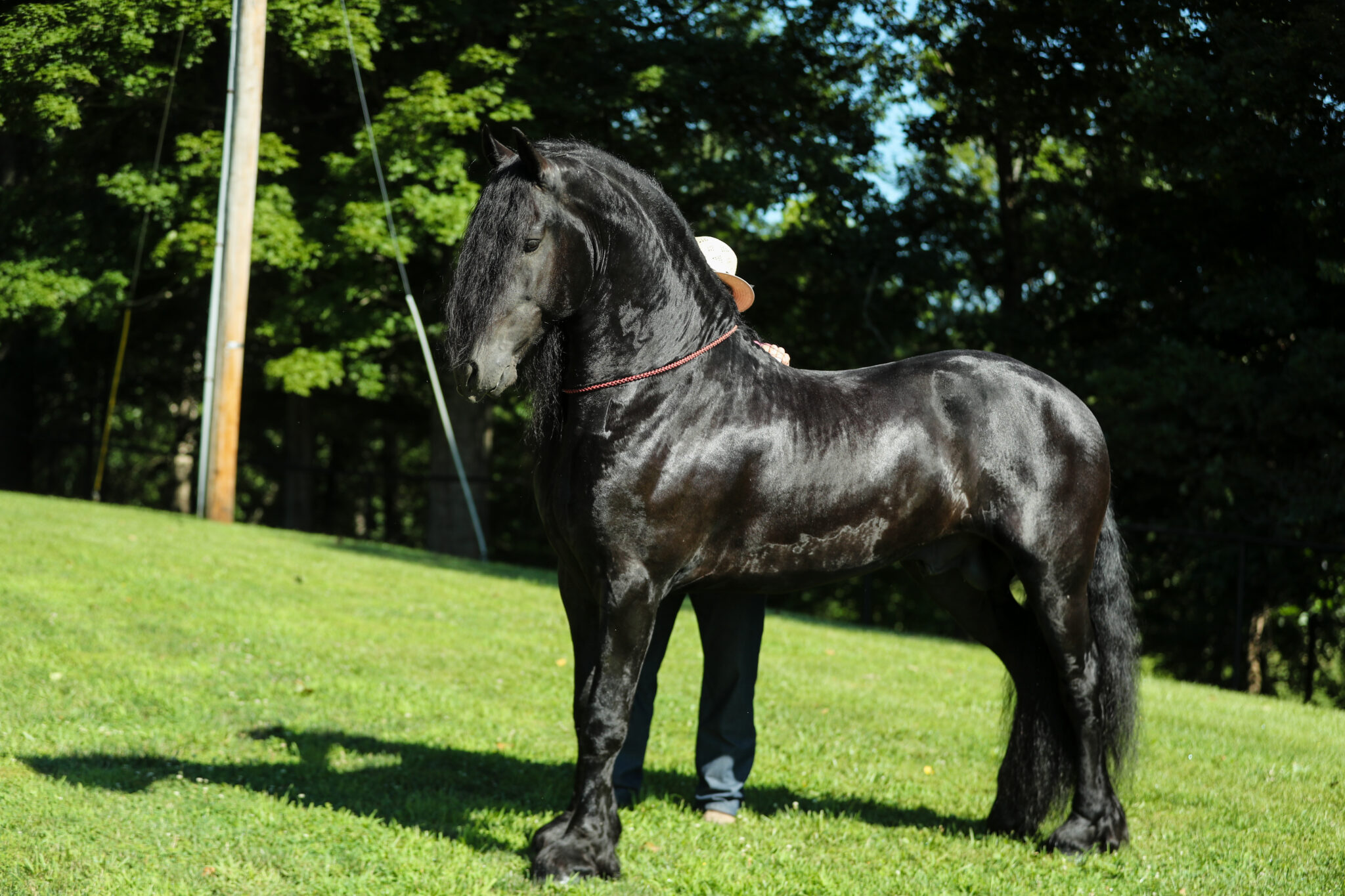 Black Star Friesian Stallion – Horse And Hound Supply