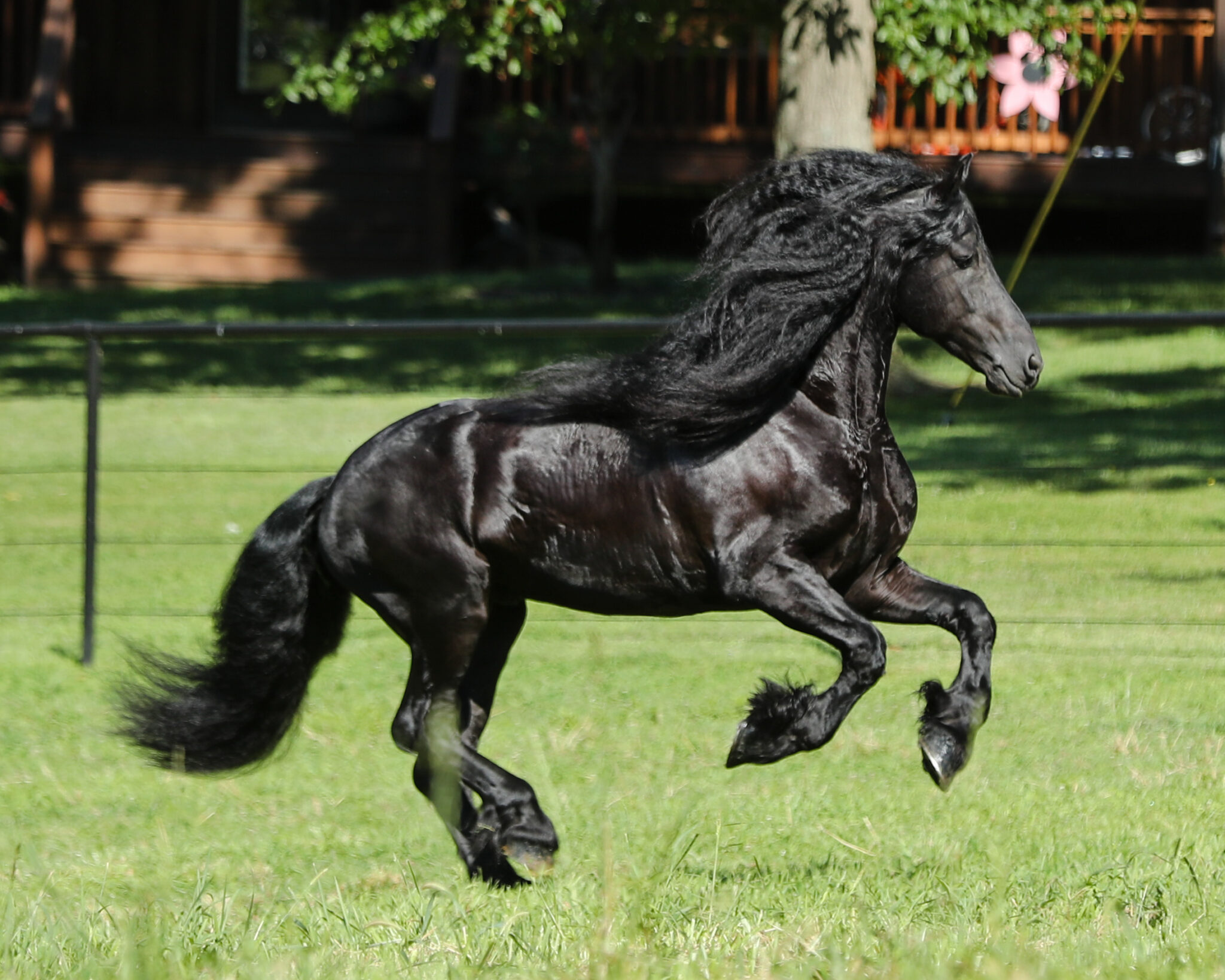 Black Star Friesian Stallion - Horse And Hound Supply