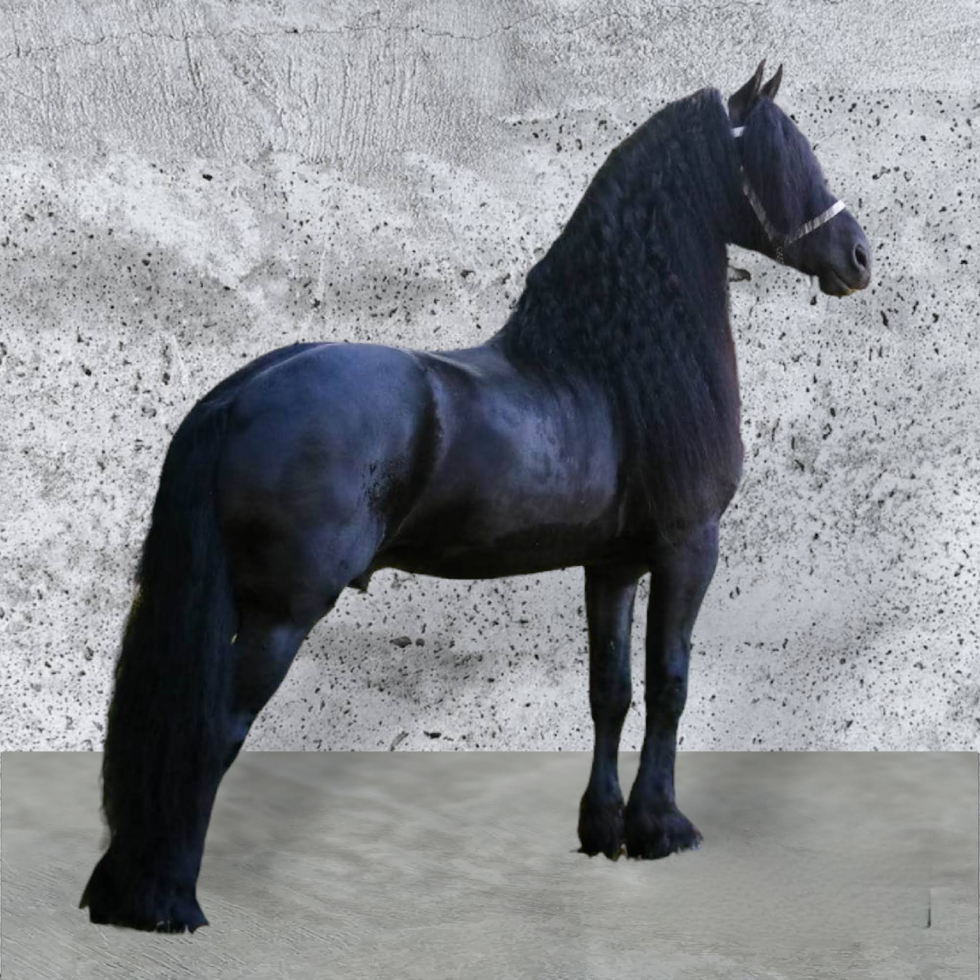Black Star Friesian Stallion - Horse And Hound Supply